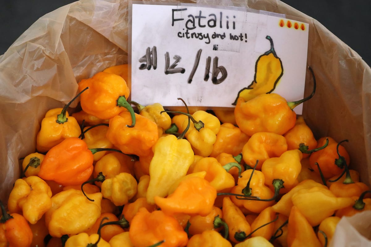 Datil Pepper: Everything You Need to Know