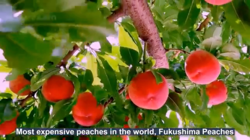 World's Most Expensive Peaches - Ceflix Tv