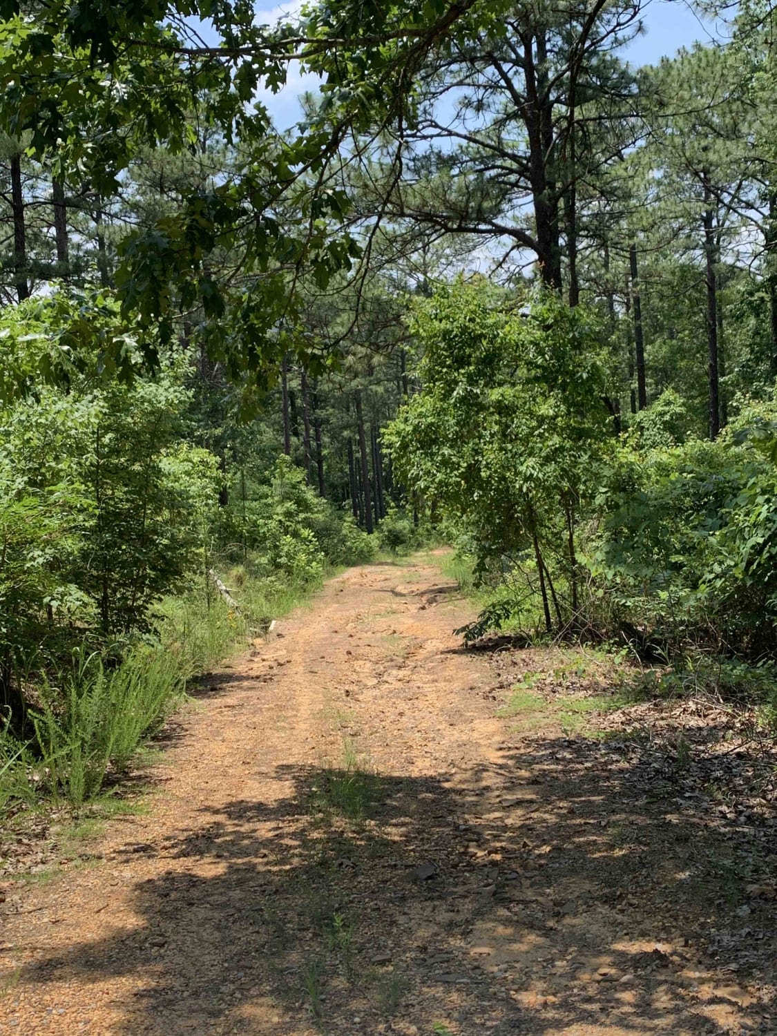 USFS #724, Alabama : Off-Road Trail Map & Photos | onX Offroad