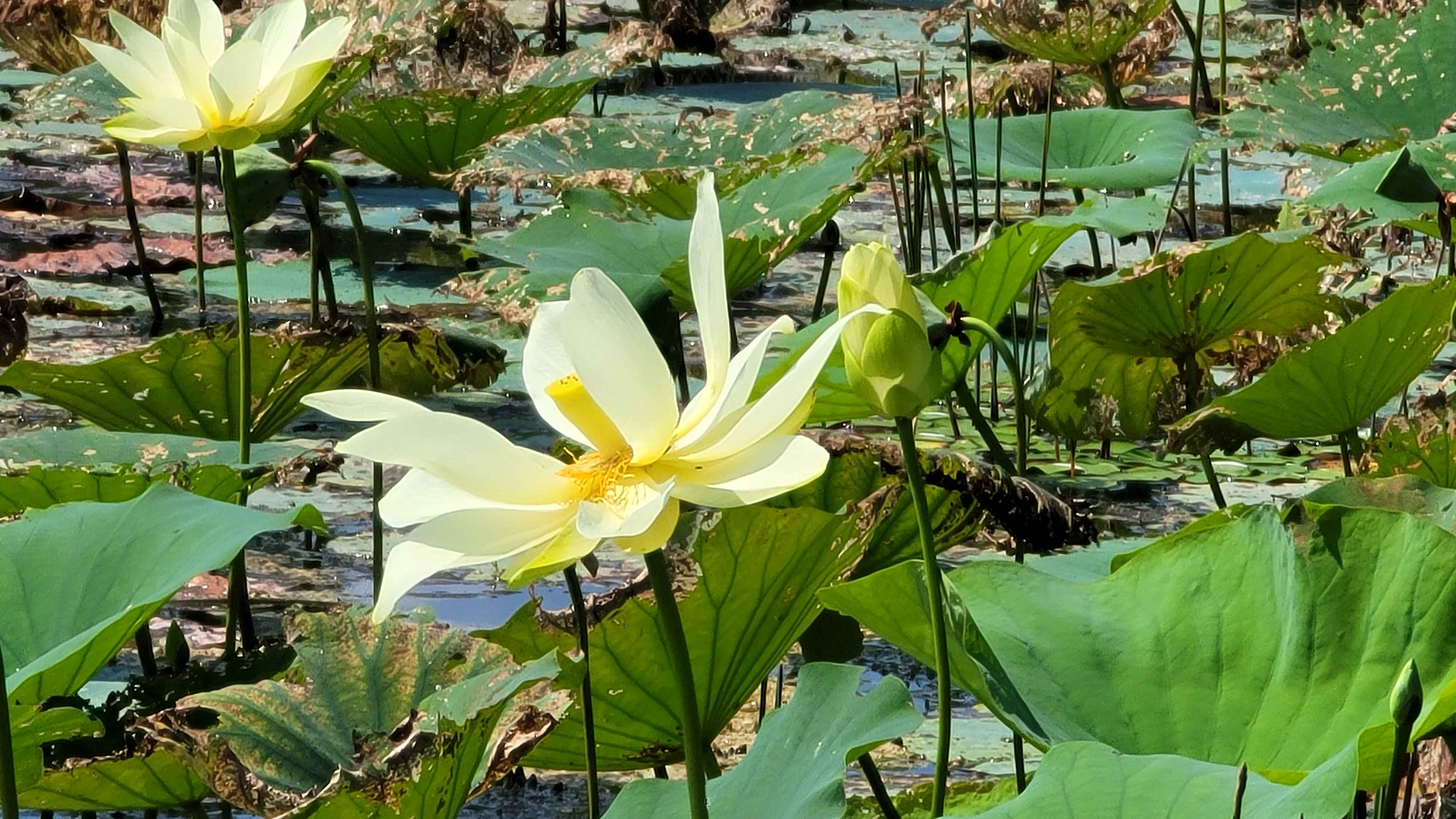 Rick Evans Grandview Prairie WMA Auto Route, Arkansas : Off-Road Trail Map & Photos | onX Offroad