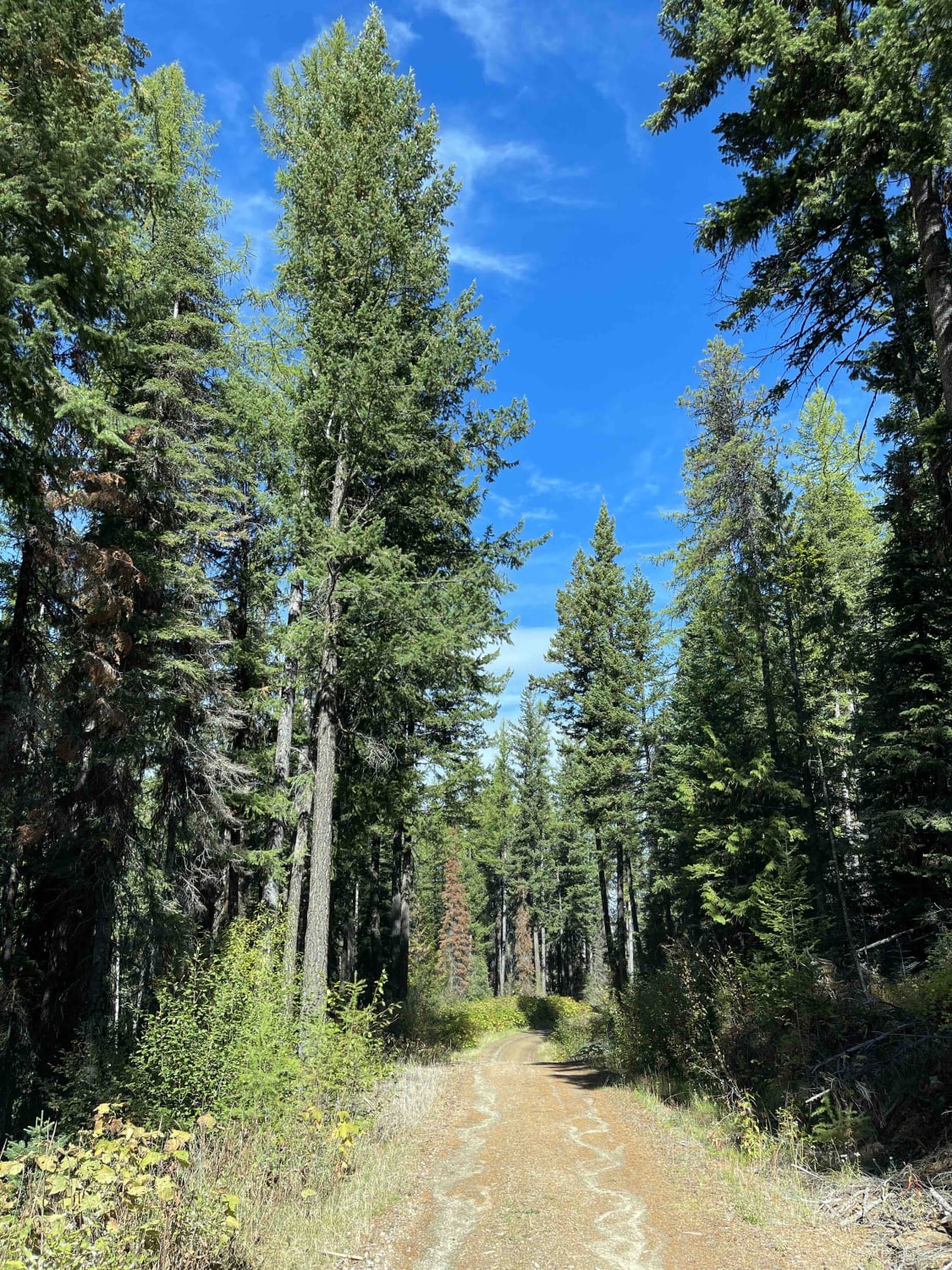 Proctor Lake Rd, British Columbia : Off-Road Trail Map & Photos | onX ...