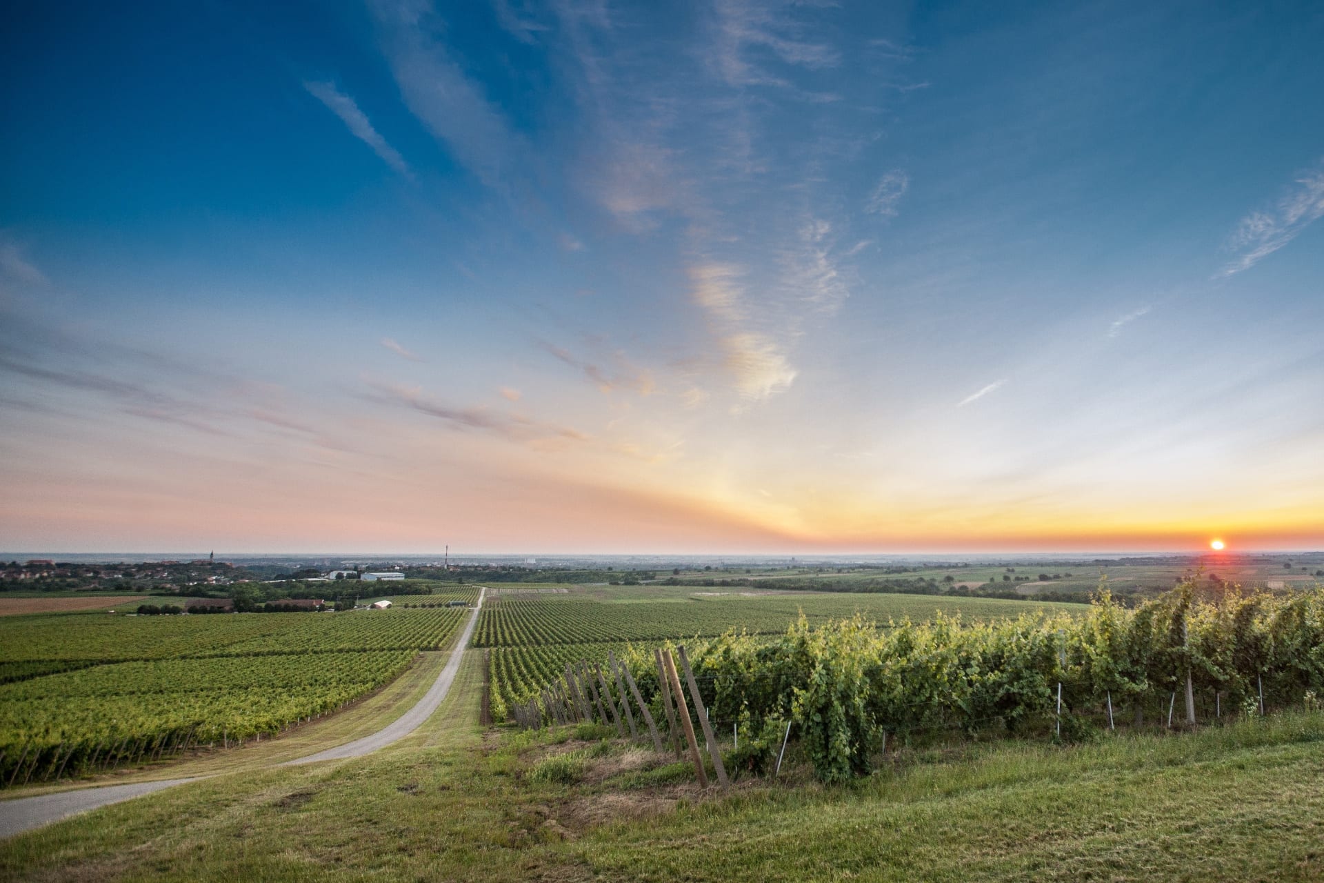 Get enchanted by the greatest wines of Slavonia - RealCroatia