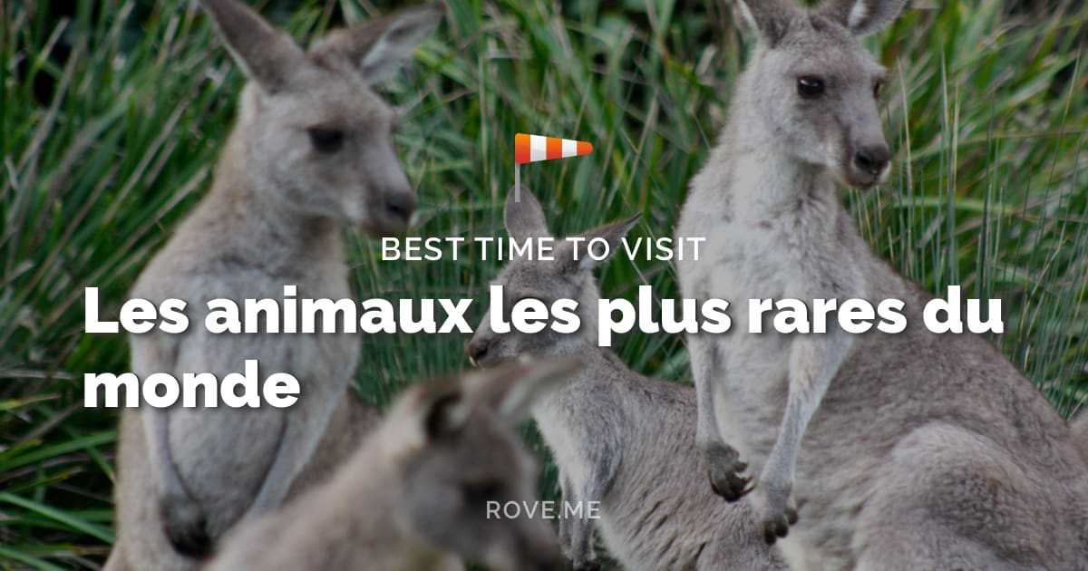 Les animaux les plus rares du monde 2024 | Rove.me
