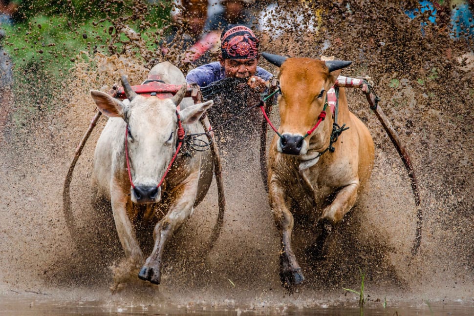 Pacu Jawi (Cow Race) 2017 in Indonesia - Dates & Map