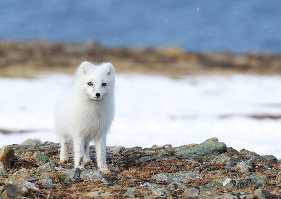 Best Time to See Arctic Fox in Norway 2018 - When & Where to See