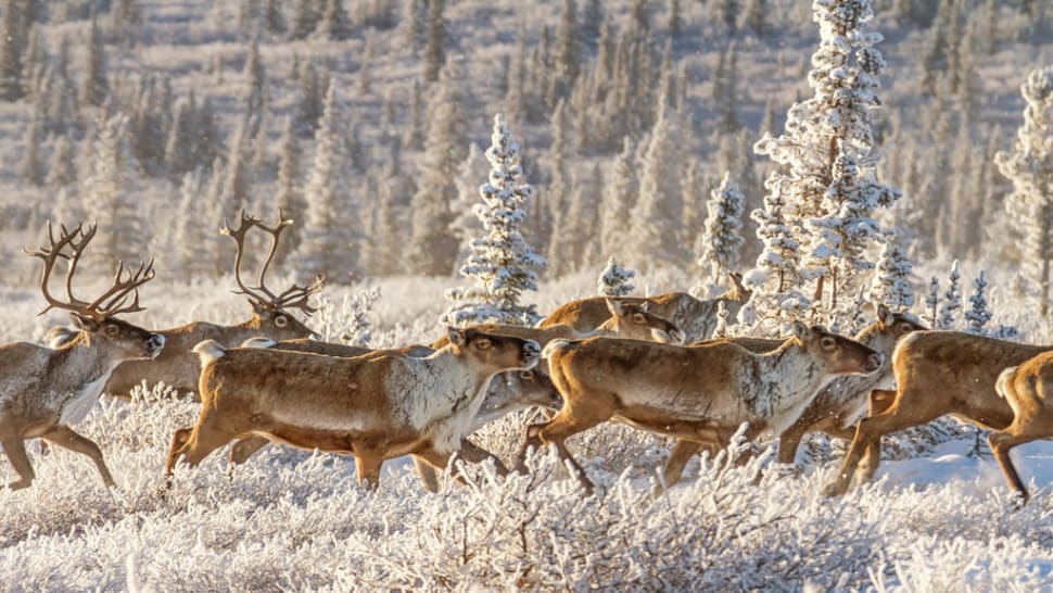 Best Time for Caribou Spring Migration in Alaska 2018 - Rove.me