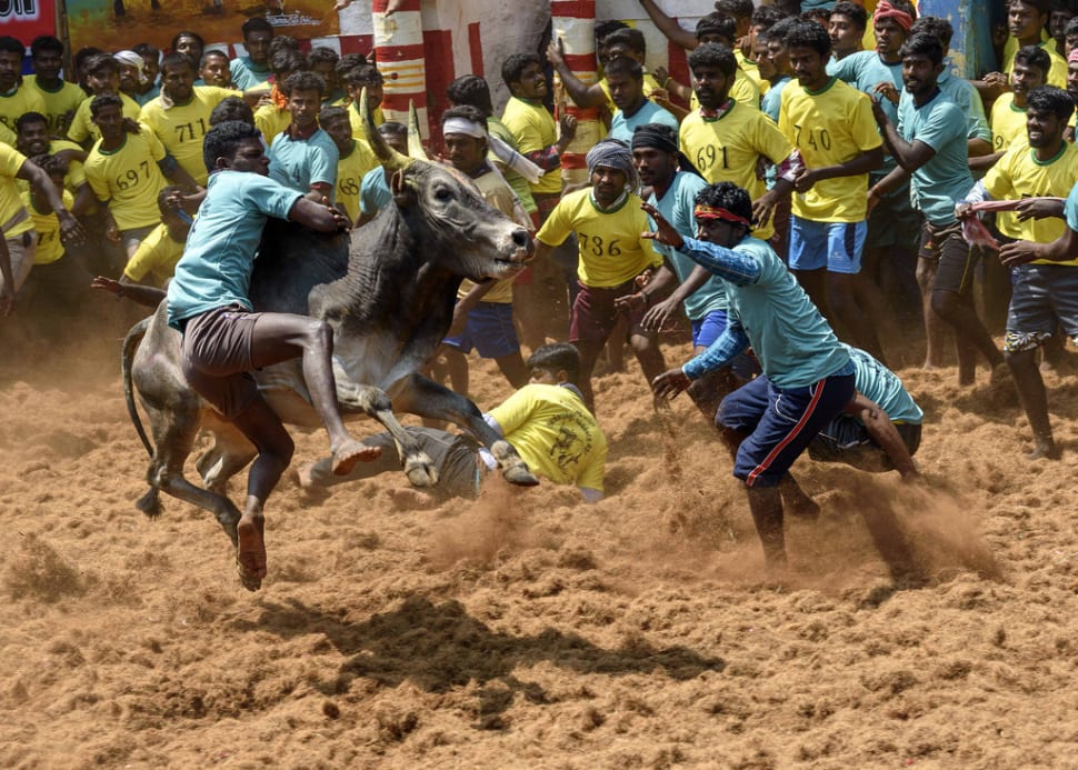 Jallikattu 2019 in India - Dates & Map