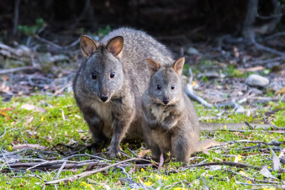 Best Time to See Pademelon in Tasmania 2018 - When to See - Rove.me