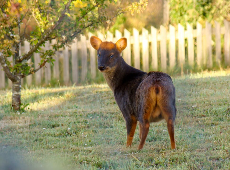 Best Time to See Pudu Deer in Chile 2018 - When & Where to See - Rove.me