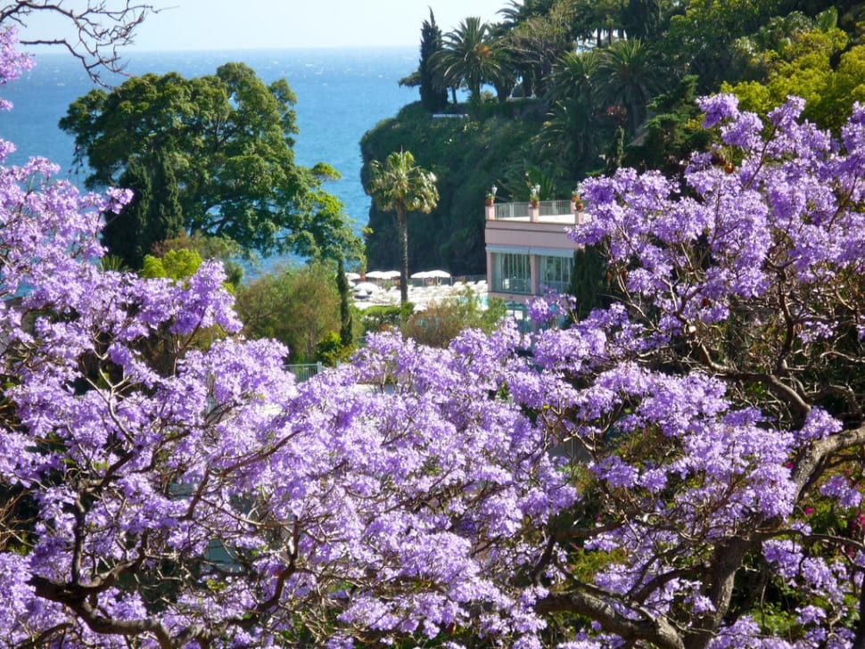 Best Time to See Jacaranda Trees in Bloom, Madeira 2018 - Rove.me