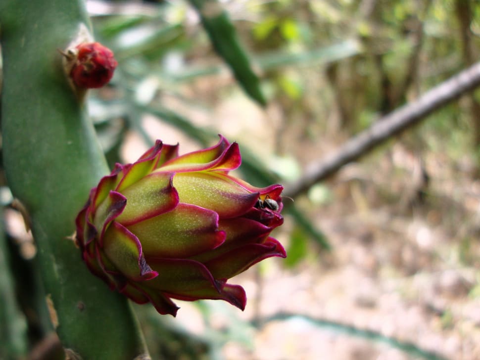 Pitaya or Dragon Fruit Season in Costa Rica 2018 – Rove.me