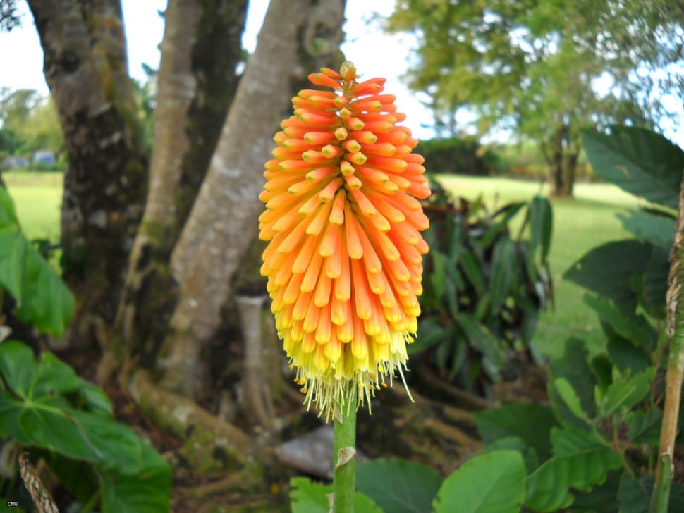 Best Time for Blooming of Exotic Flowers in Mauritius 2018 - Rove.me
