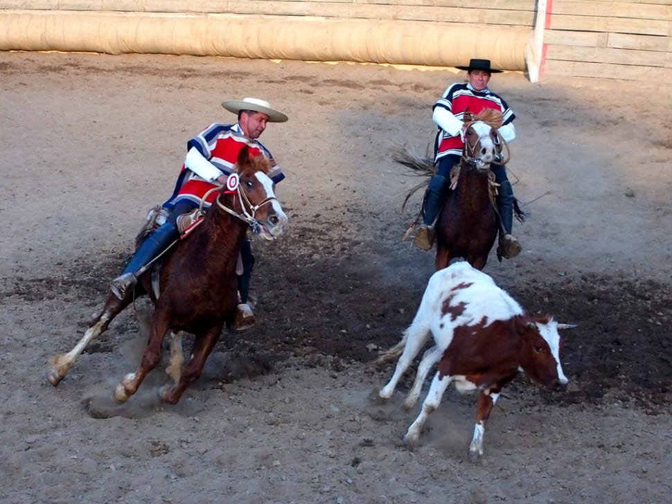 Best time for Rodeo in Chile 2018 - Best Season - Rove.me
