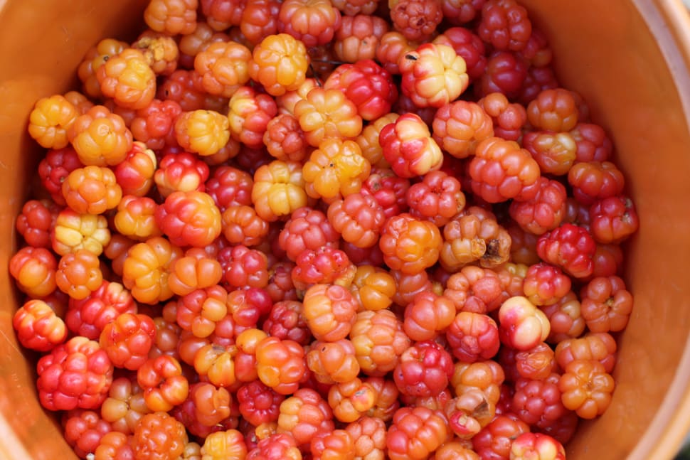Cloudberry Season in Norway 2018 – Rove.me