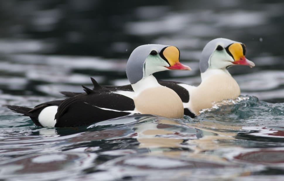 Best Time to See Arctic Sea Ducks in Norway 2018 - When to See - Rove.me