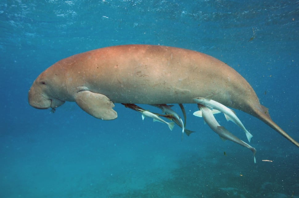 Best Time to See Dugong in Great Barrier Reef 2018 - Rove.me
