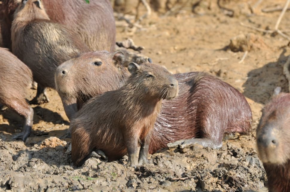 Best Time to See Capybara in Bolivia 2018 - When to See - Rove.me