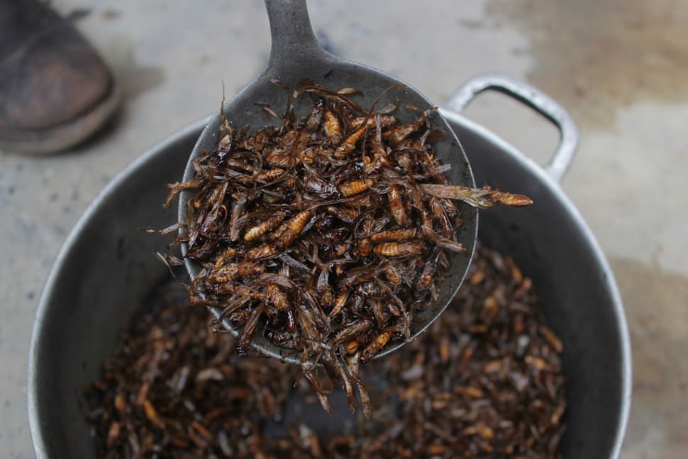 Roasted Termites Season in South Africa 2018 – Rove.me