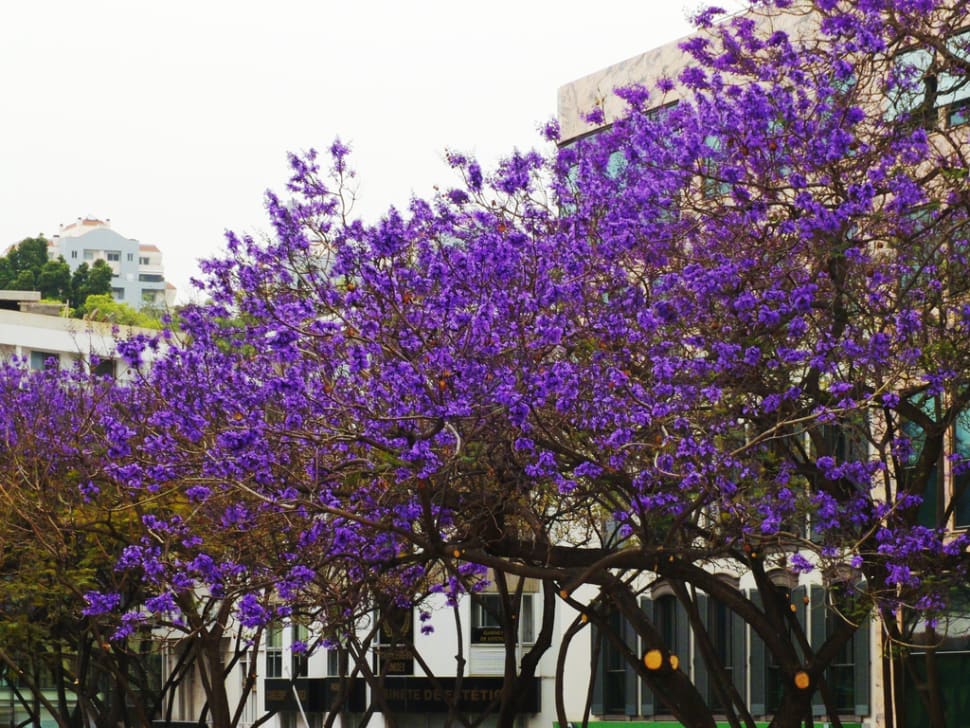 Best Time to See Jacaranda Trees in Bloom, Madeira 2018 - Rove.me