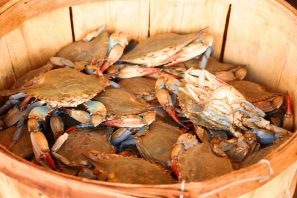 Chesapeake Bay Blue Crab Season in Washington, D.C. 2018 – Rove.me