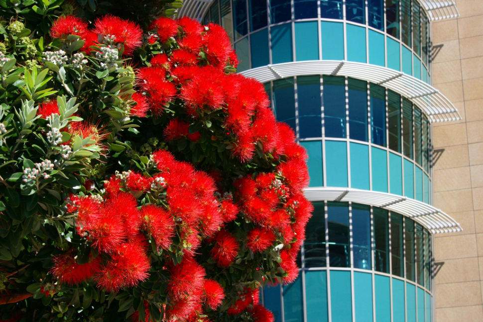 Best Time to See Pohutukawa Tree in New Zealand 2018 - Rove.me