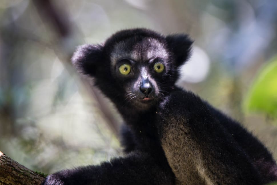 Best Time to See Indri Lemur in Madagascar 2018 - When & Where to See