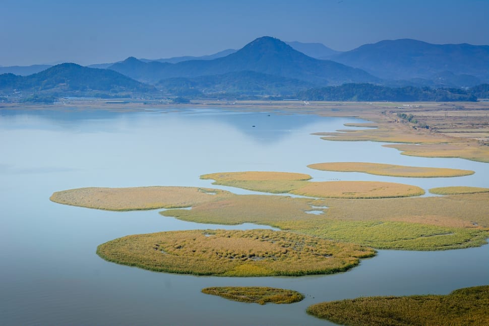 Best Time to See Suncheon Bay Wetland Reserve in South Korea 2018