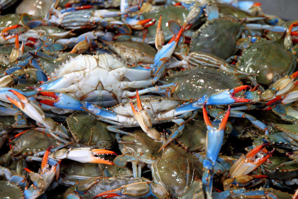 Chesapeake Bay Blue Crab Season in Washington, D.C. 2018 – Rove.me