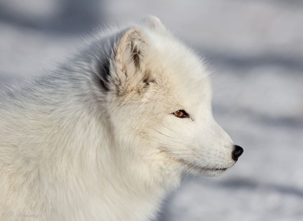 Best Time to See Arctic Fox in Norway 2018 - When & Where to See