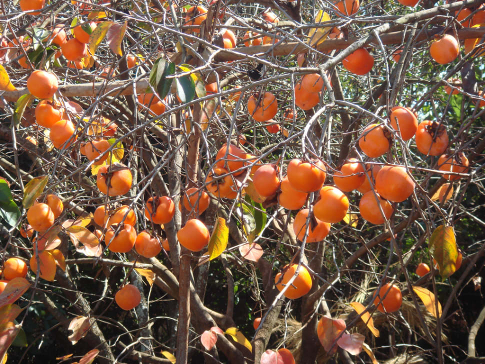 Exotic Fruits Season in Madagascar 2018 – Rove.me