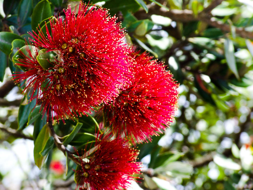 Best Time to See Pohutukawa Tree in New Zealand 2018 - Rove.me