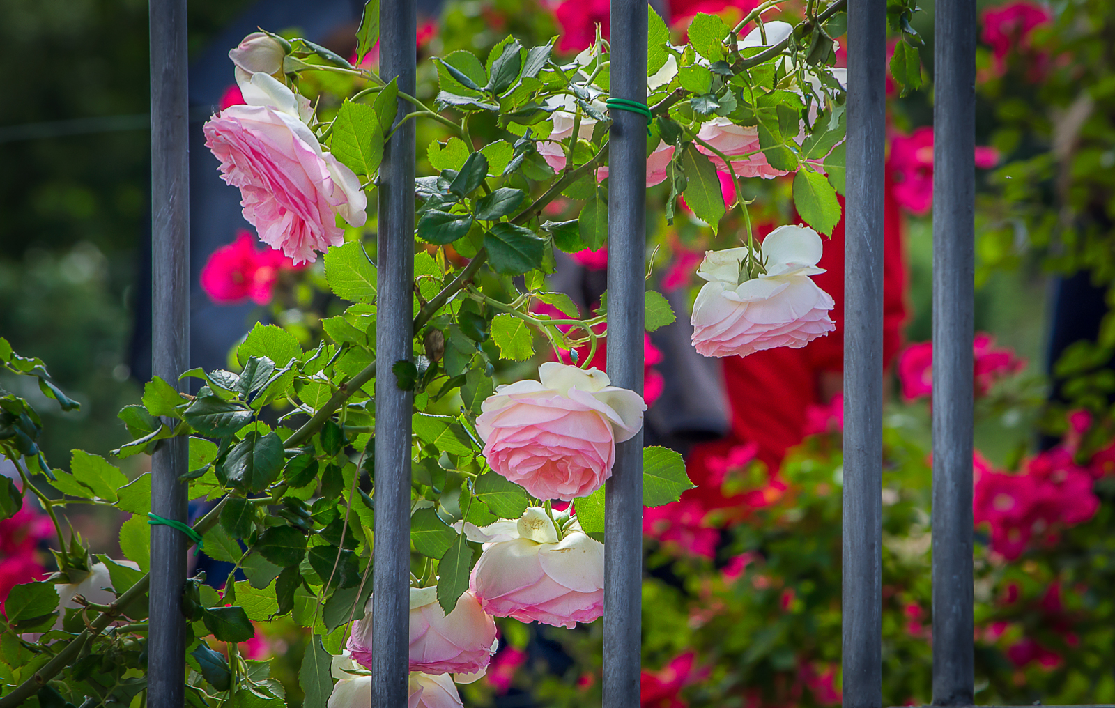 Italian Rose Garden Design
