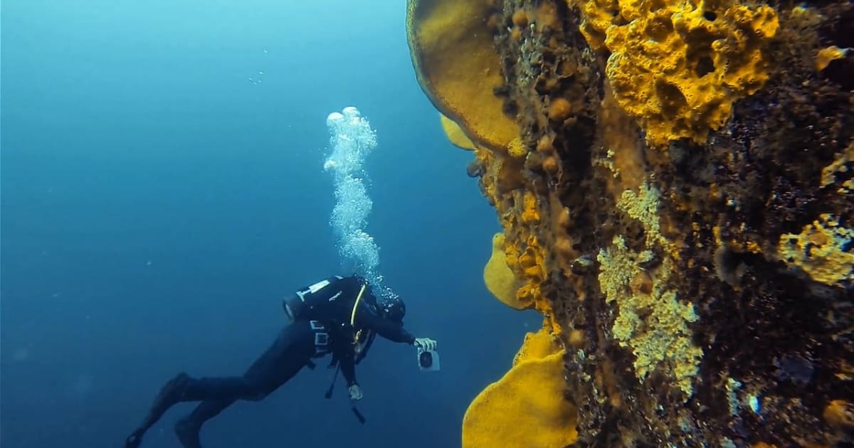 Diving in Chile 2025-2026 - Rove.me