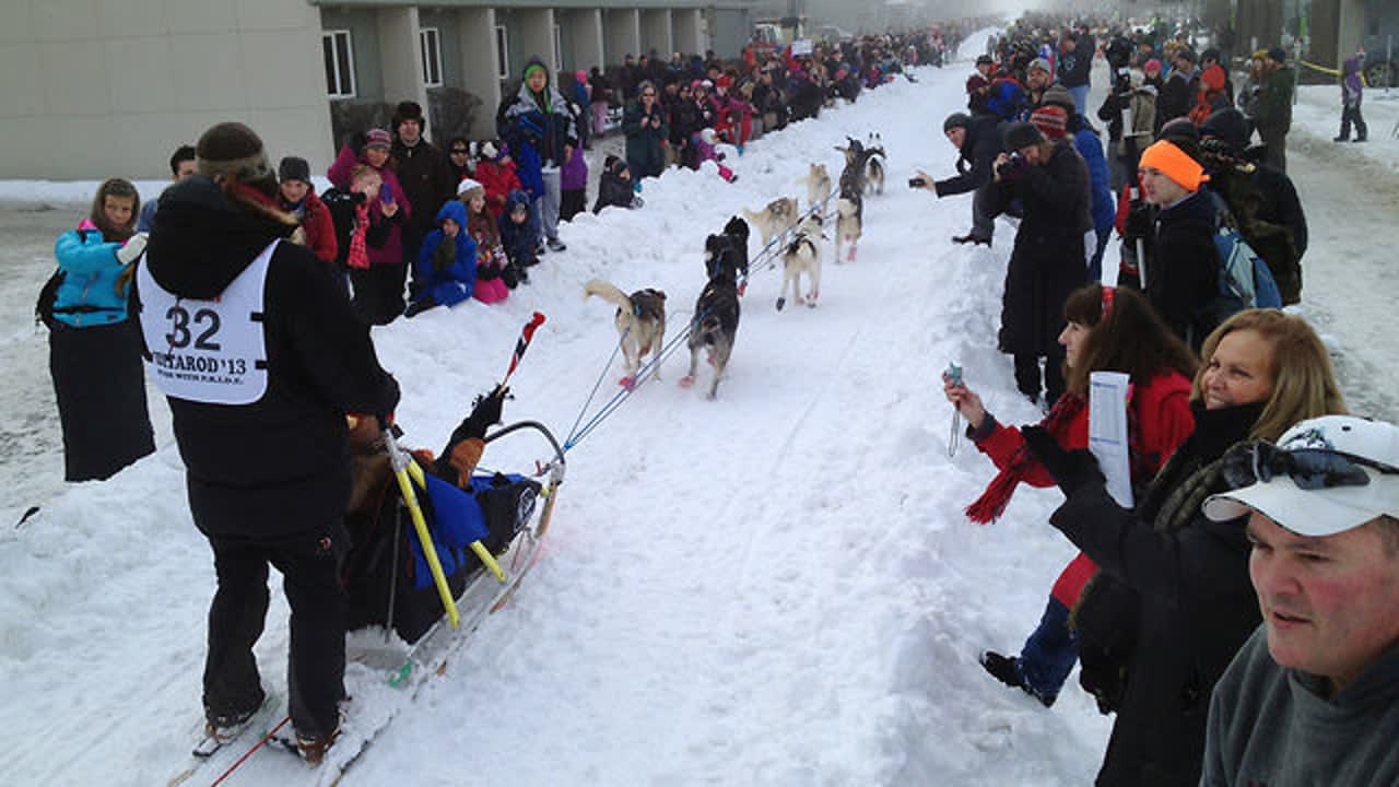 Iditarod Trail Sled Dog Race 2024 in Alaska - Rove.me