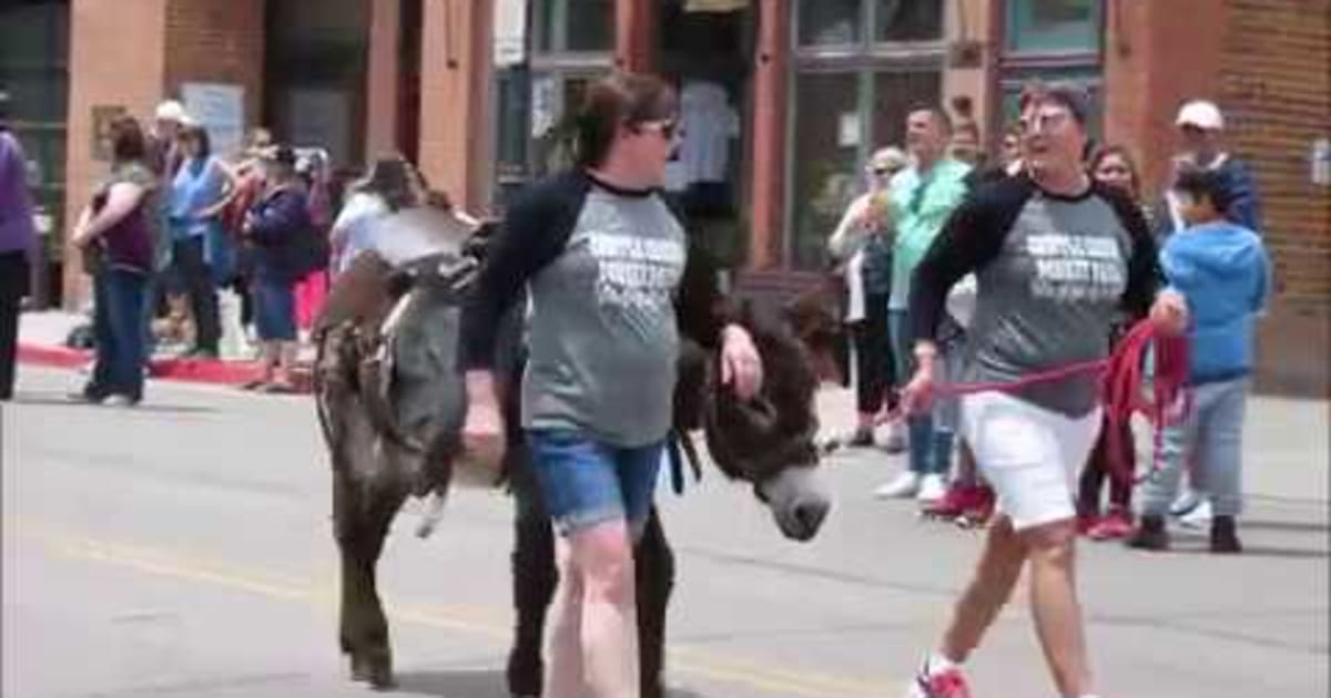 Donkey Derby Days 2023 in Colorado - Rove.me