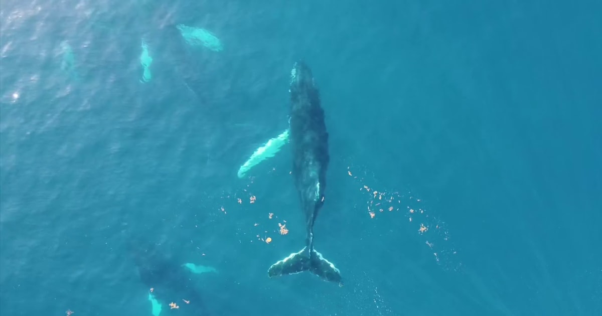 Whale Watching in Puerto Rico 2025-2026 - Rove.me