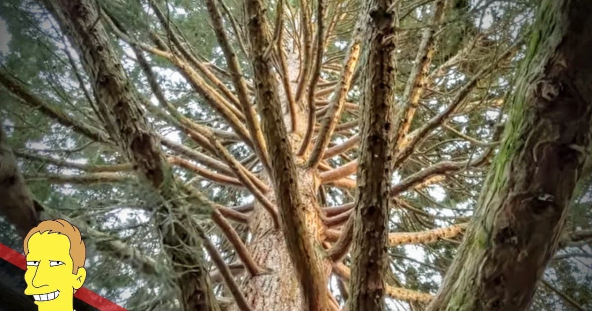 Cambie climbing tree in British Columbia 2024-2025 - Rove.me