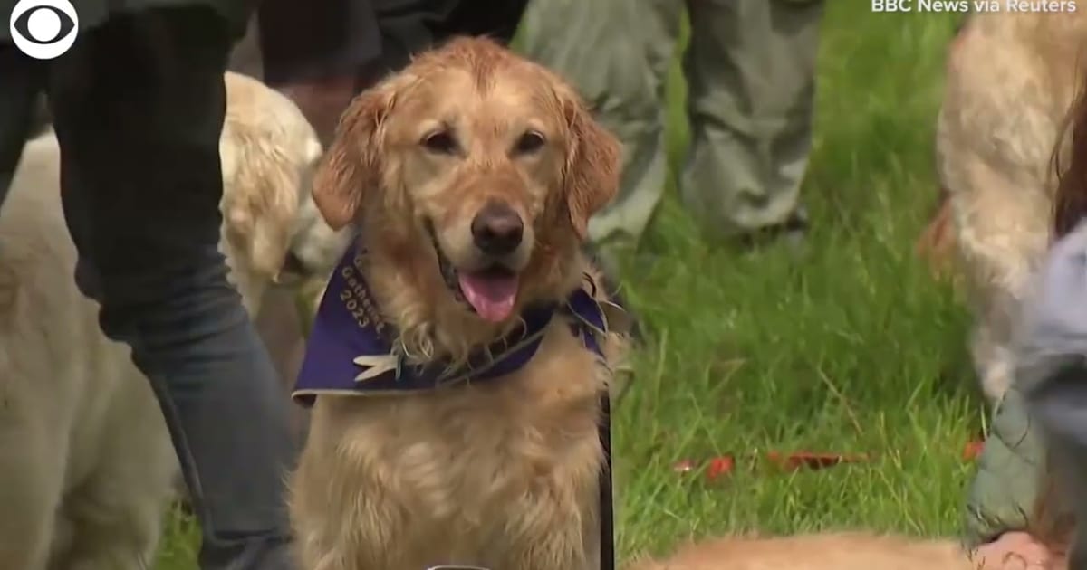 Guisachan Gathering (Golden Retriever Festival) 2024 in Scotland - Rove.me
