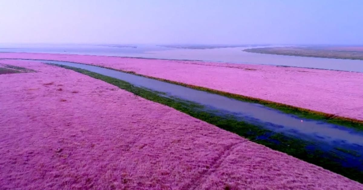 Flower Blooming at Poyang Lake in China 2025 - Rove.me Flower Blooming at Poyang Lake in China 2025 - Rove.me