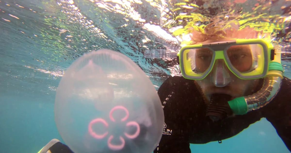 Stinger Season in Great Barrier Reef 2025-2026 - Rove.me