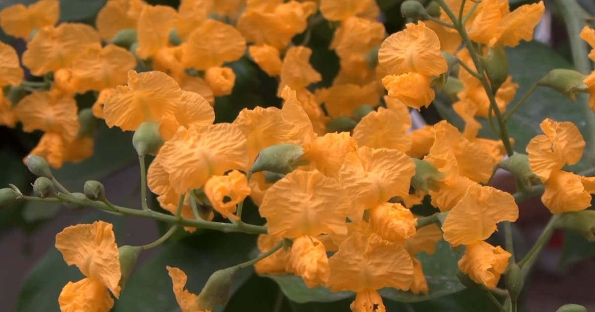Padauk Blossom in Myanmar 2025 - Rove.me