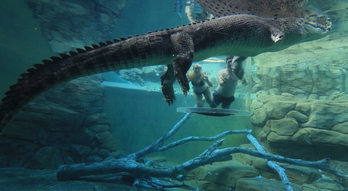 Crocodile Cage of Death at Crocosaurus Cove