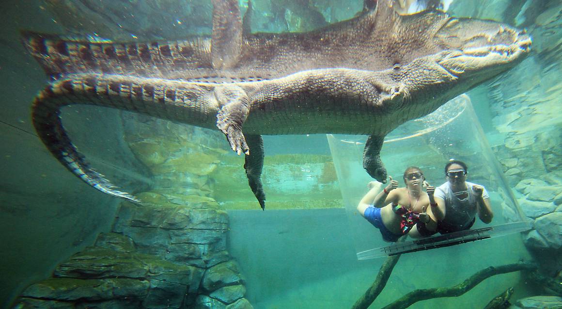 Crocodile Cage of Death at Crocosaurus Cove