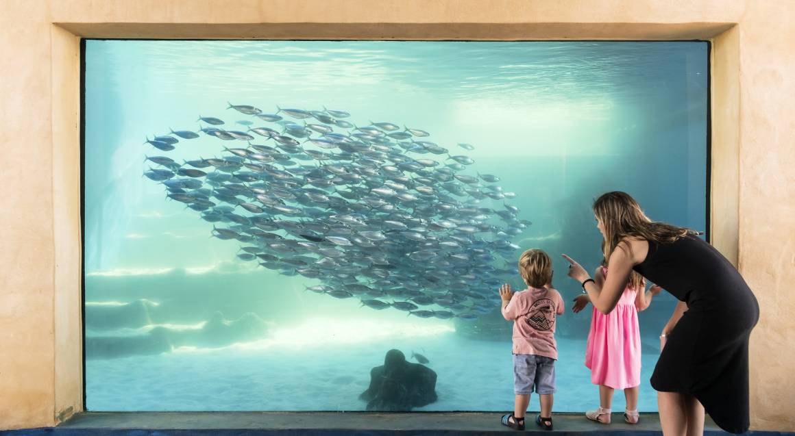 The Aquarium of Western Australia Entry