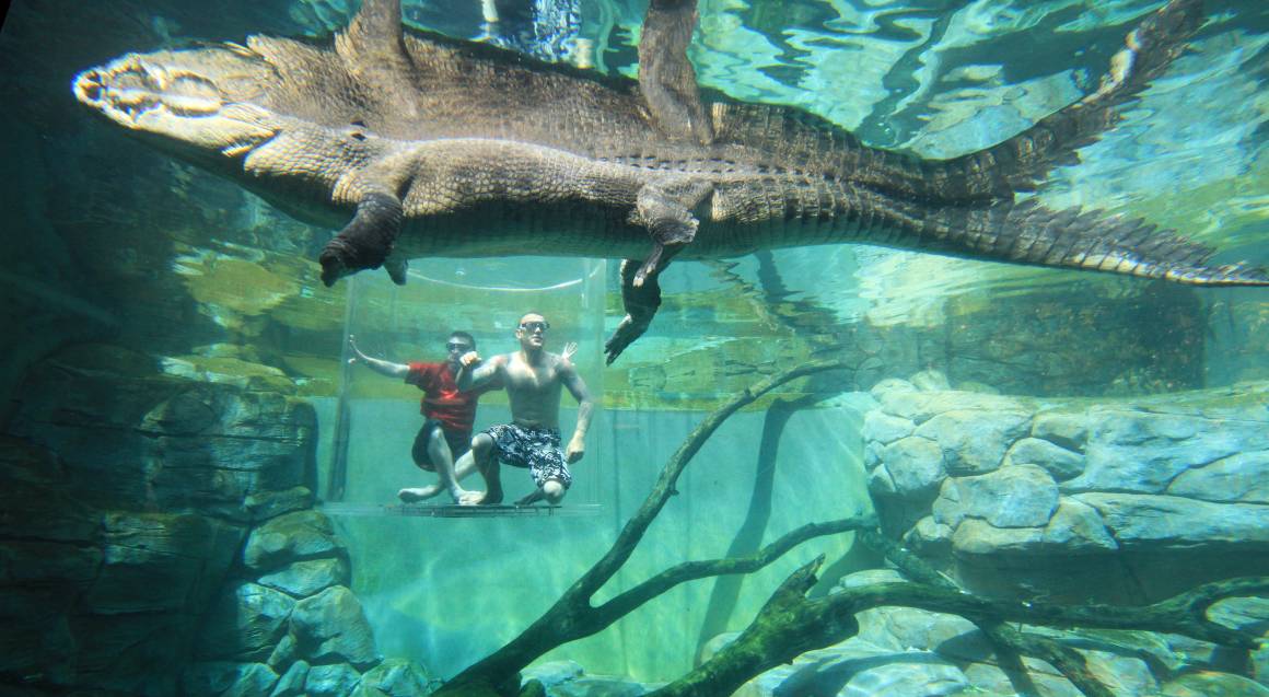 Crocodile Cage of Death at Crocosaurus Cove