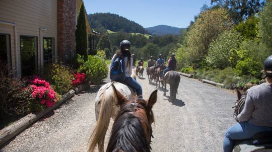 Horse Riding Experiences For Every Level Of Rider On RedBalloon