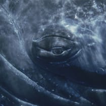 The Best of Hakai Magazine in 2023