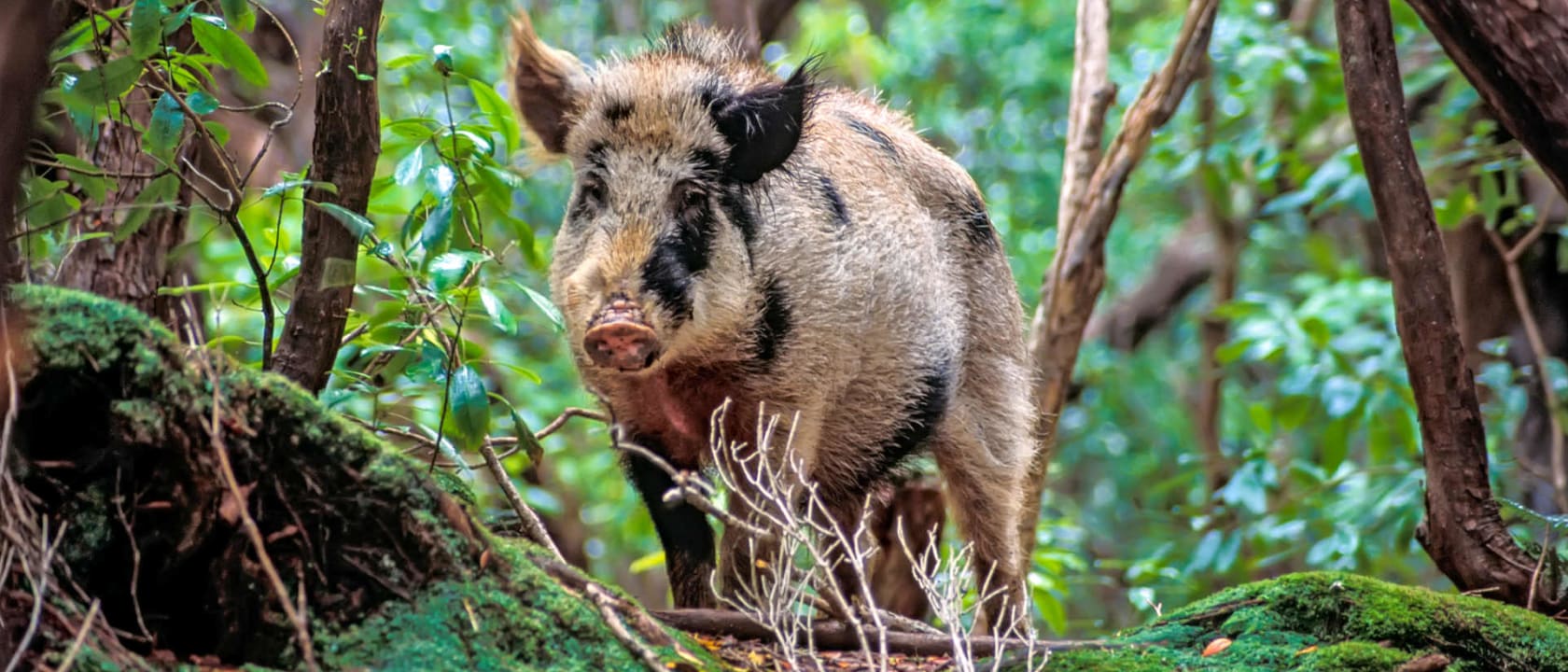 More like: How New Zealand’s Pesky Pigs Turned Into a Cash…