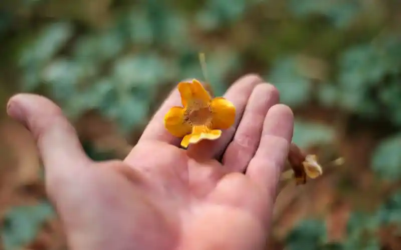 Seven Arrows Recovery: Insurance, Reviews & Testimonials (Elfrida, Arizona)