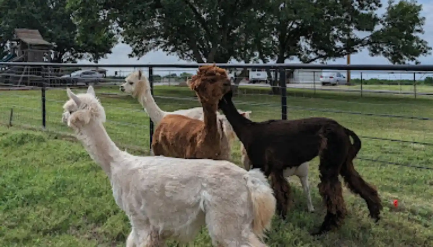 Rob's Ranch Purcell 90 Day Program: Treatment Options, Amenities ...